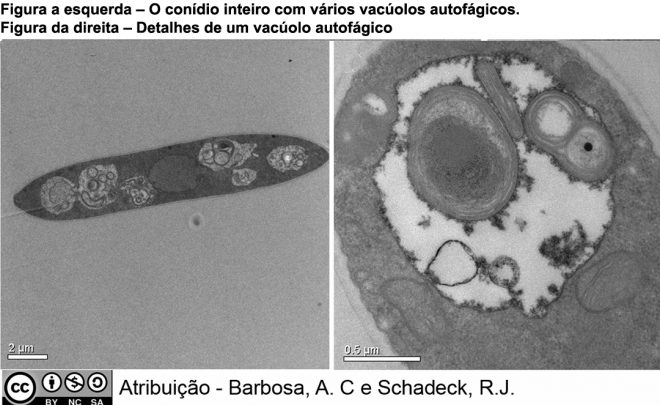 Endocitose e digestão celular | Nuepe UFPR
