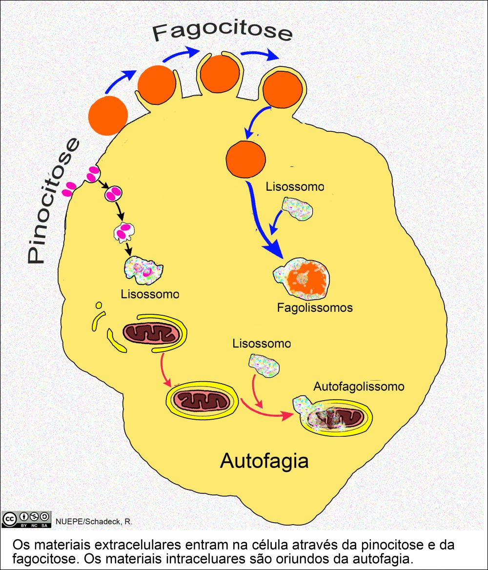 Endocitose e digestão celular | Nuepe UFPR