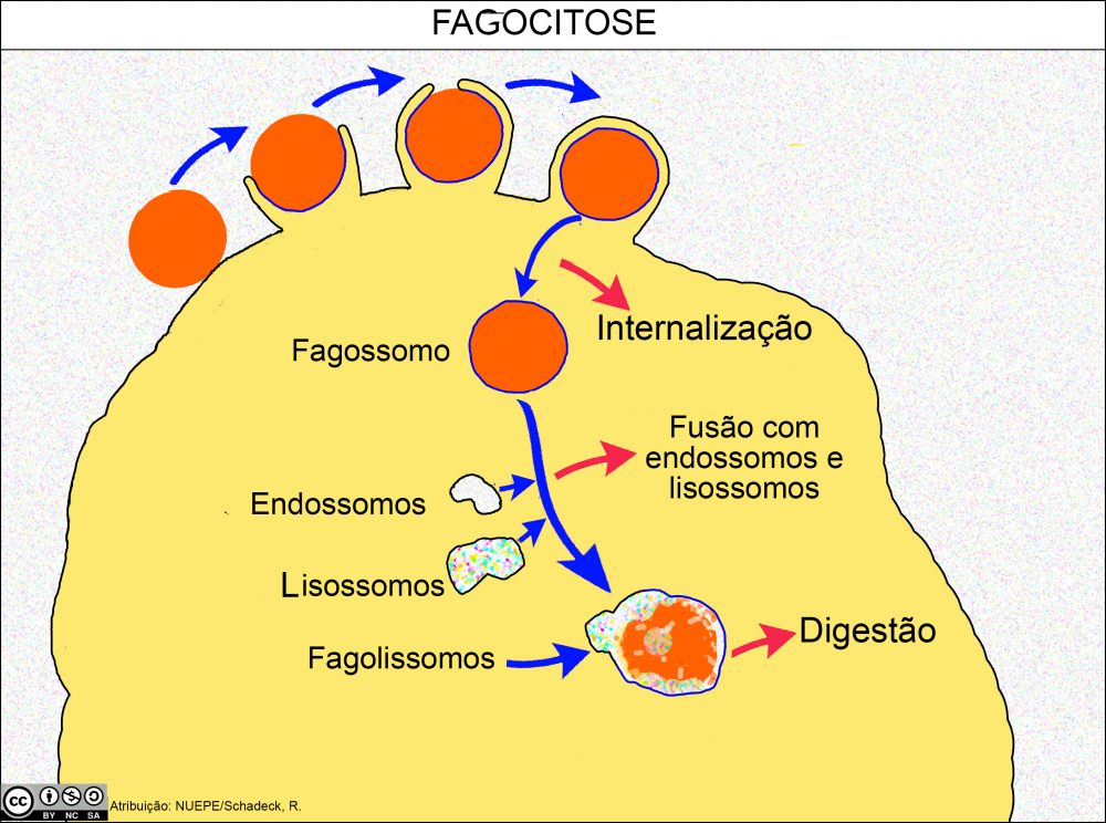 Endocitose e digestão celular | Nuepe UFPR