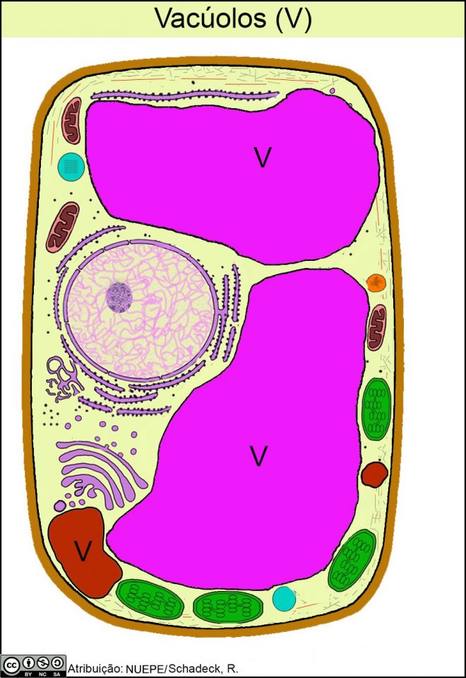 Vacúolos | Nuepe UFPR