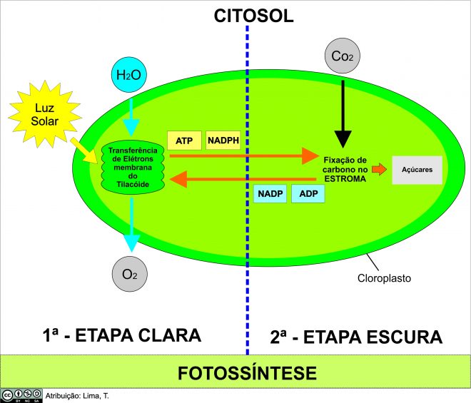 Cloroplastos e fotossíntese | Nuepe UFPR