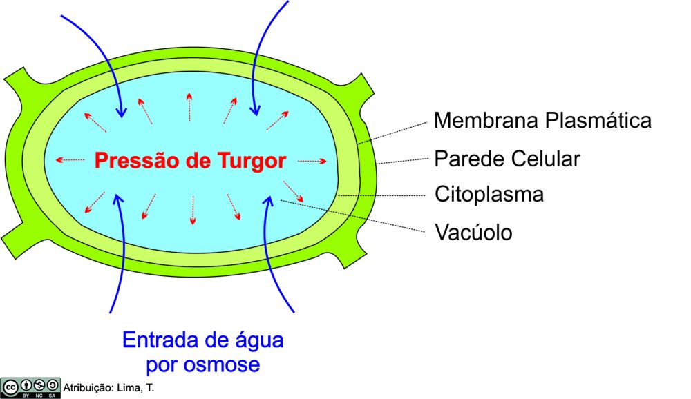 Vacúolos | Nuepe UFPR