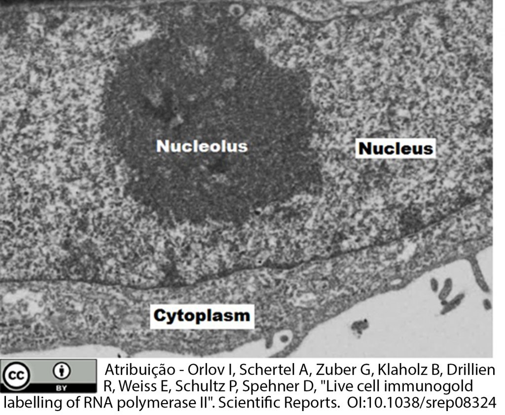 Núcleo e expressão gênica | Nuepe UFPR