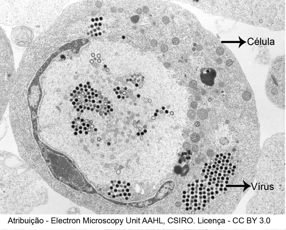 O que é um vírus? | Nuepe UFPR