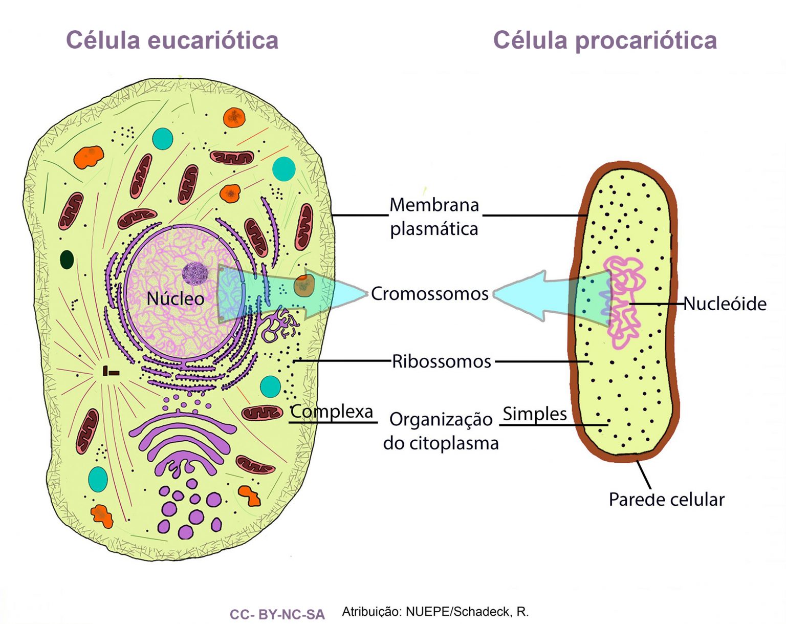 Células – EF | Nuepe UFPR